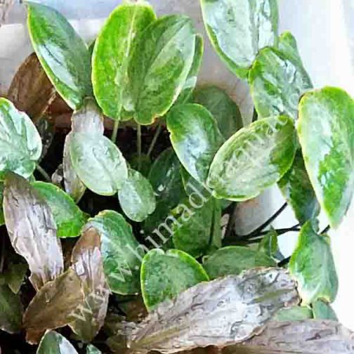 Lagenandra meeboldii -bleeding heart/ red laganandra (single plant ...